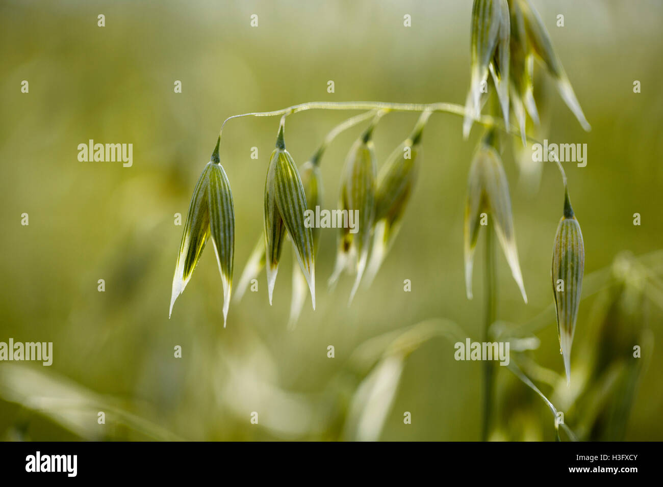 Coose Up of Oat plants on the acre in early Summer Stock Photo - Alamy