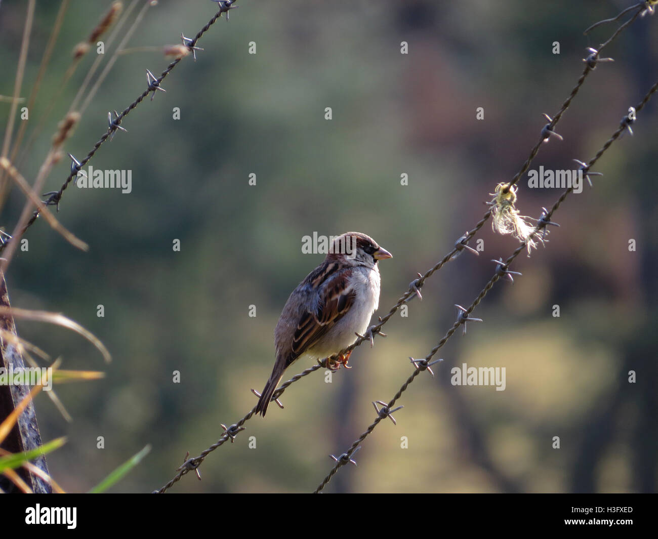 Sparrow on a barbed wire fence Stock Photo - Alamy