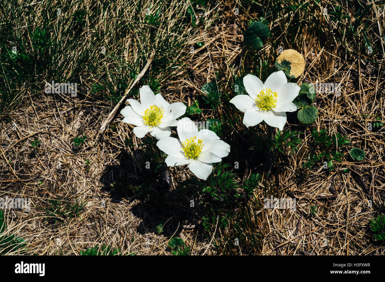 White mountain flowers grow on the tourist route in the mountains of ...