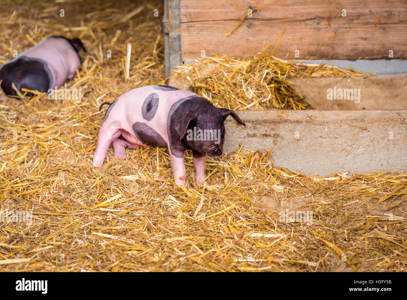 Image with a cute baby pig, from the swabian-hall swine breed, in a ...