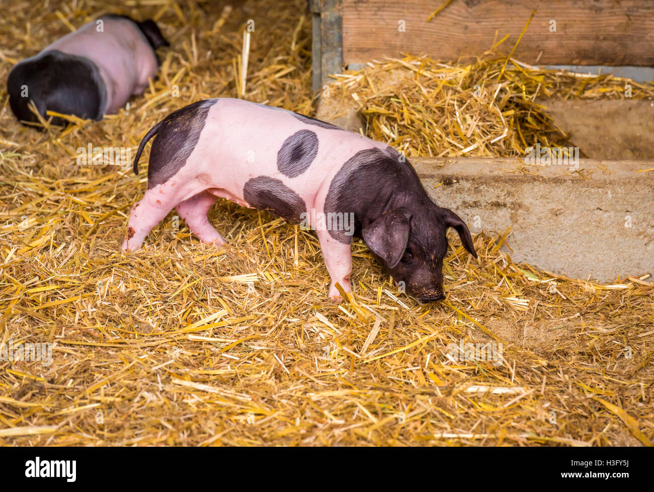 Image with a two weeks old piglet, Swabian-hall swine breed, from a ...