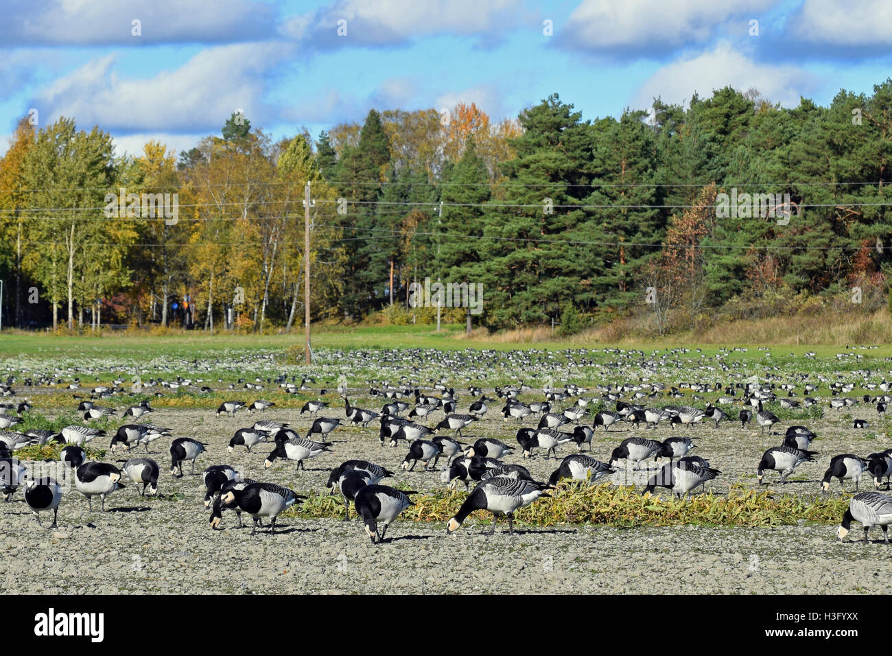 Barnacle geese on a field before migration in Turku Finland Stock Photo ...