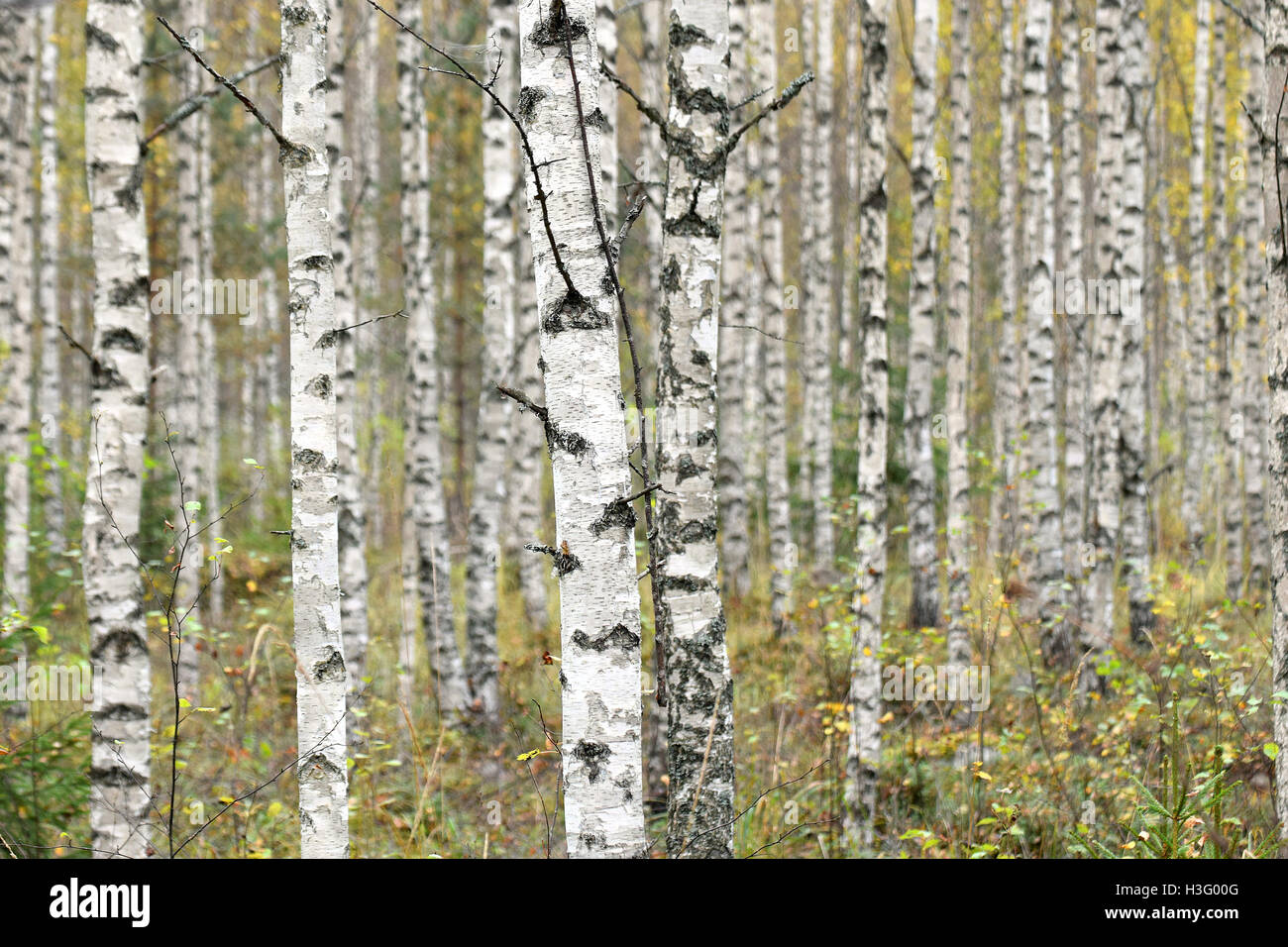 Birch trees close up hi-res stock photography and images - Alamy
