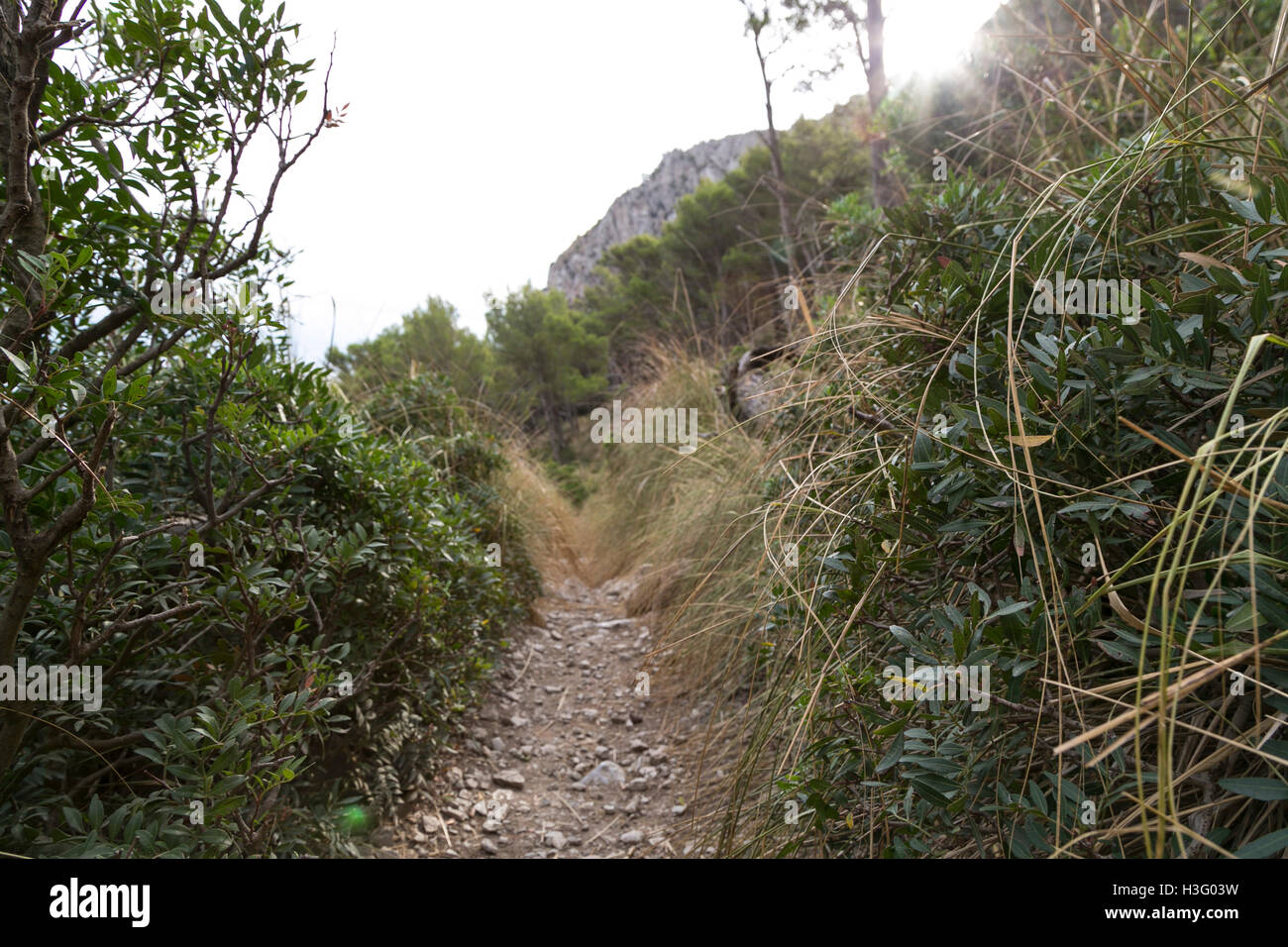 A nature trail in the mountain Stock Photo - Alamy