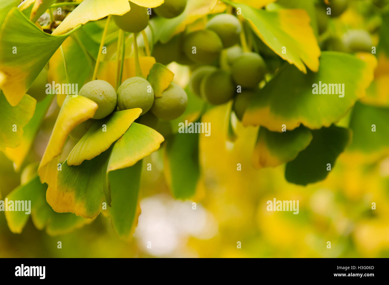 Leaves of Ginkgo Biloba Stock Photo - Alamy