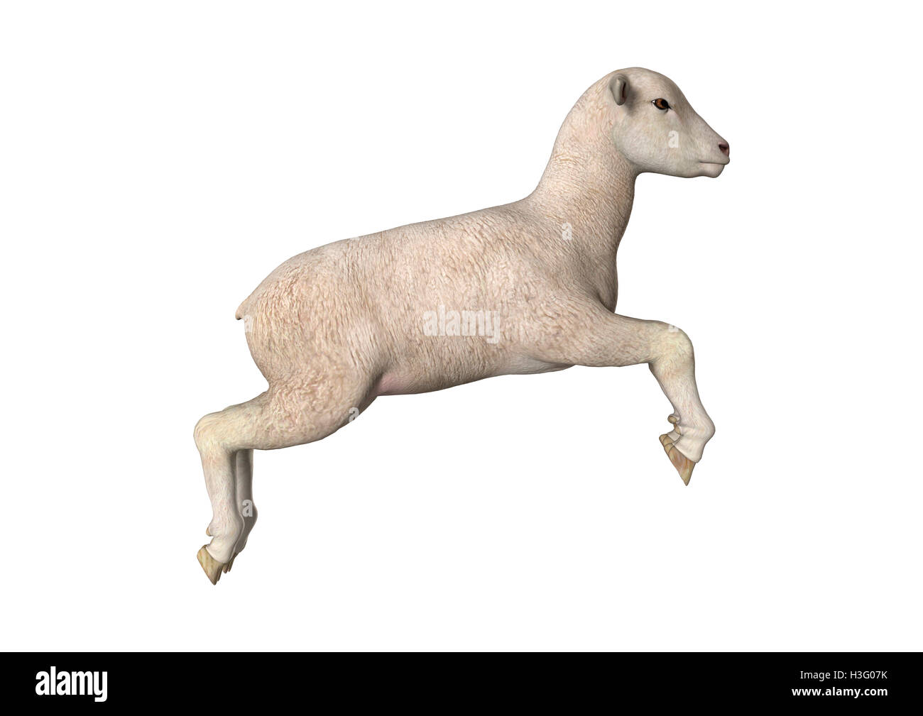 3D rendering of a white lamb isolated on white background Stock Photo ...