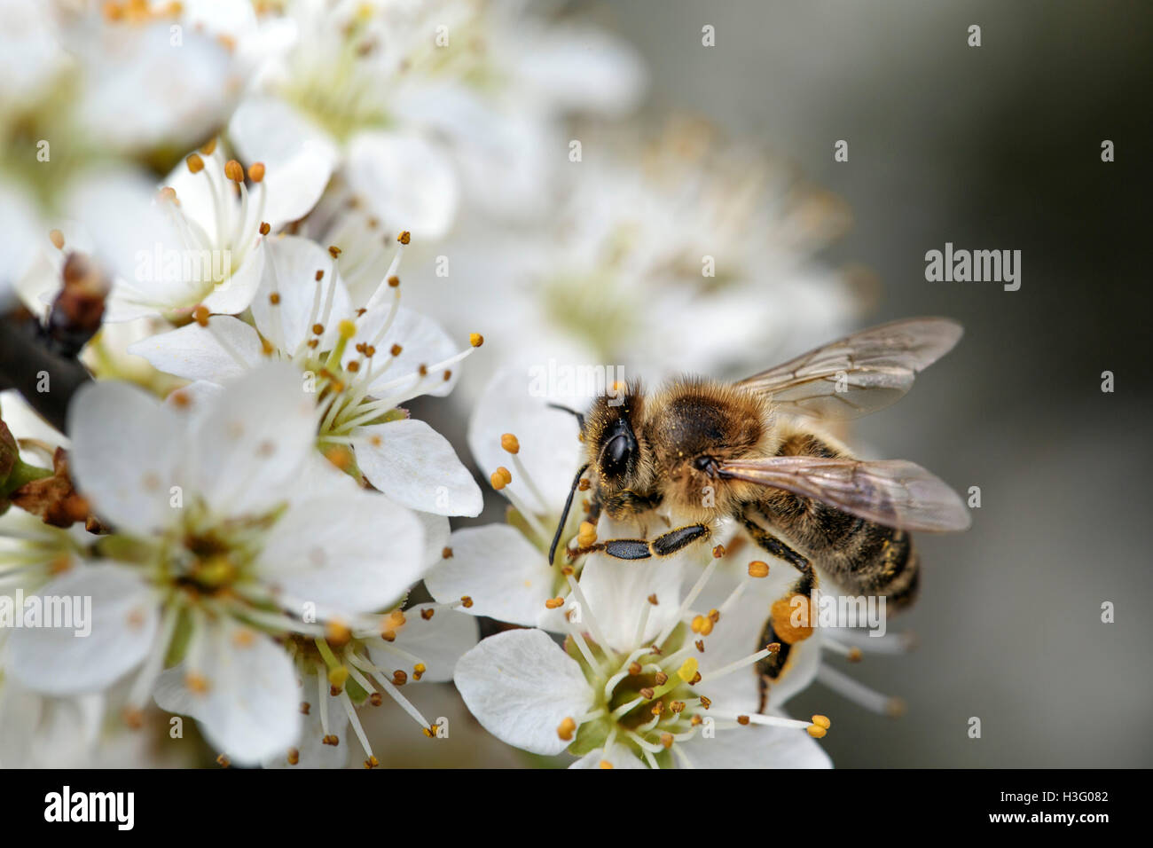 Close Up of Honey bee on Apple Tree in Spring with white blossoms Stock ...