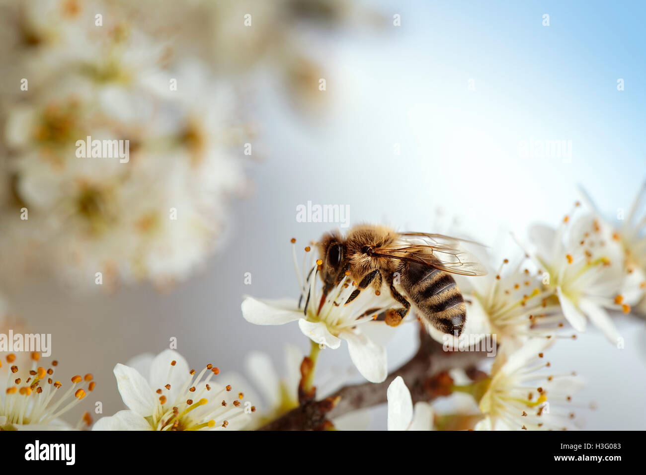Honey bee in the tree hi-res stock photography and images - Alamy
