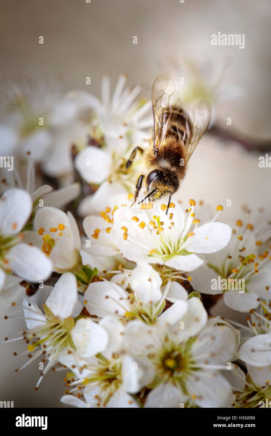 Close Up of Honey bee on Apple Tree in Spring with white blossoms Stock ...