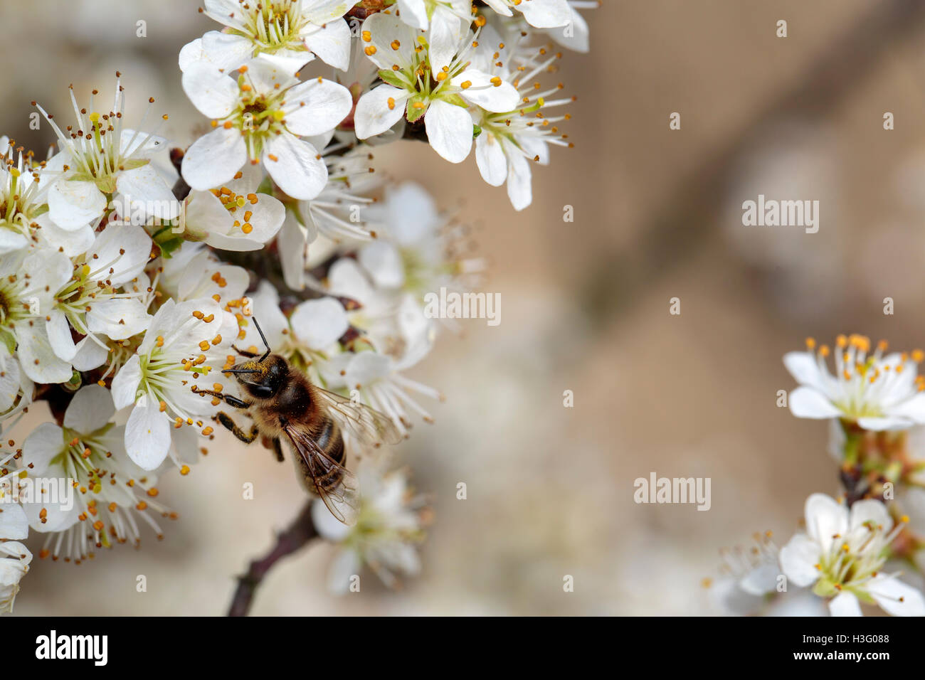 Close Up of Honey bee on Apple Tree in Spring with white blossoms Stock ...
