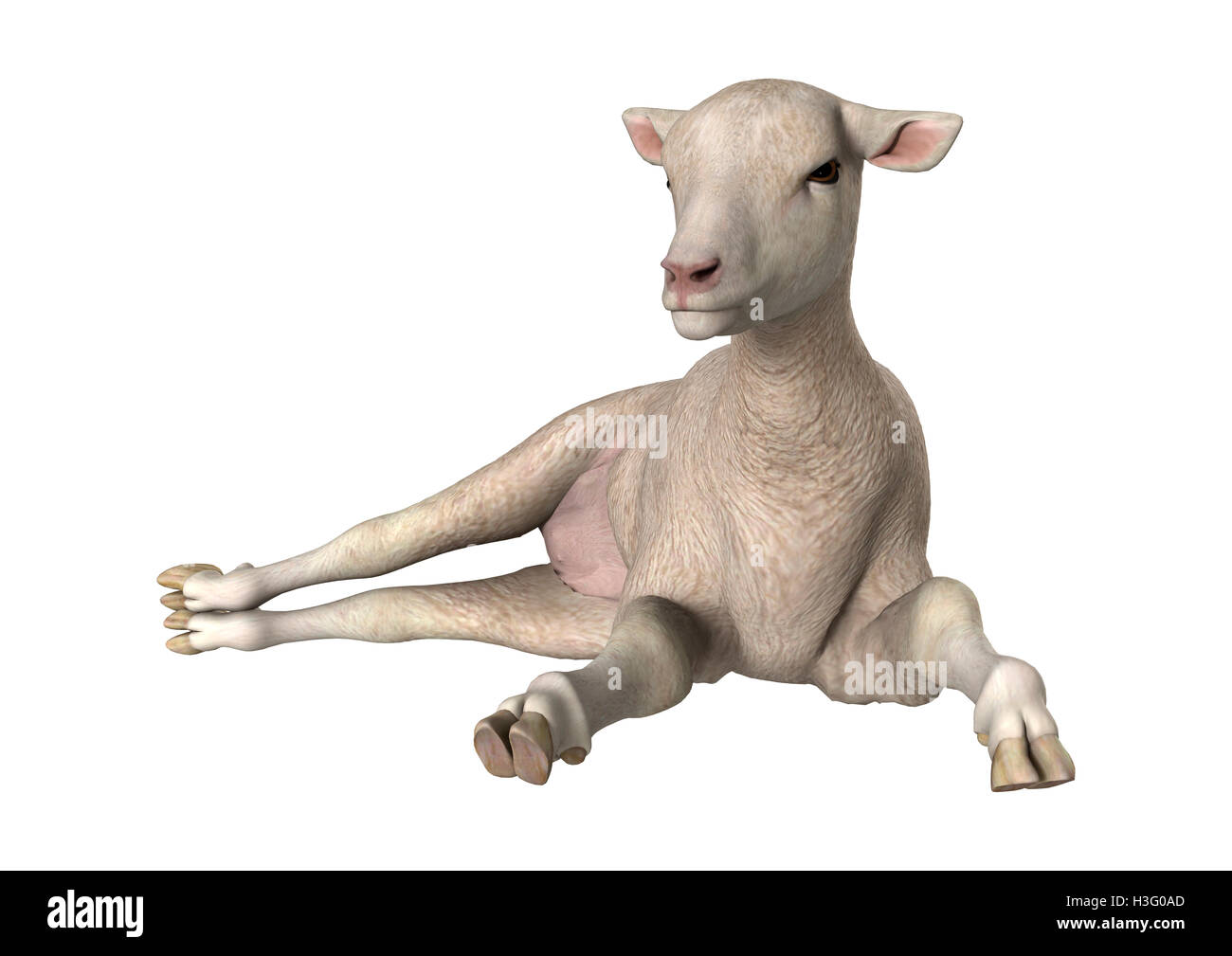 3D rendering of a white lamb isolated on white background Stock Photo ...