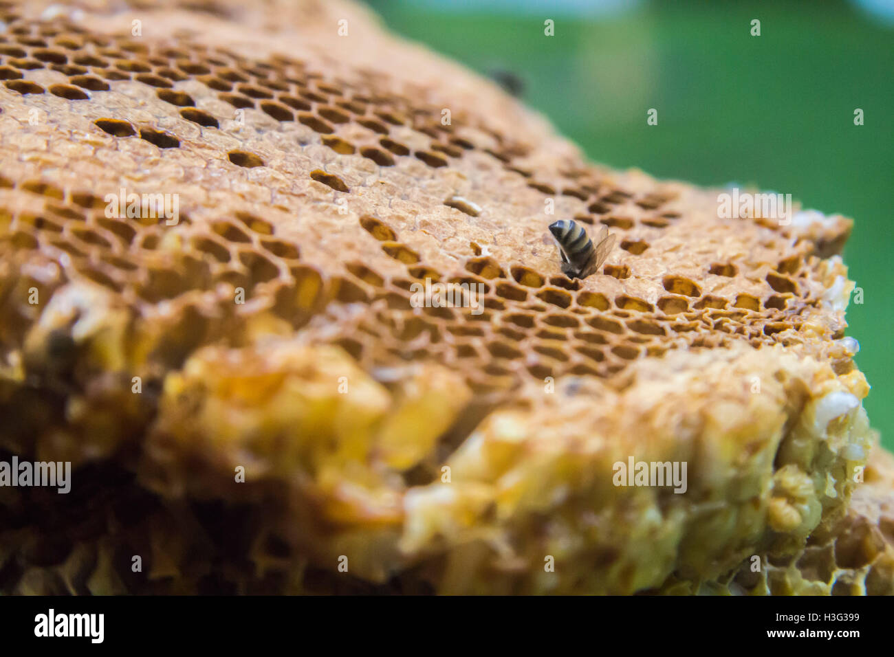 Swarm of insects hi-res stock photography and images - Alamy