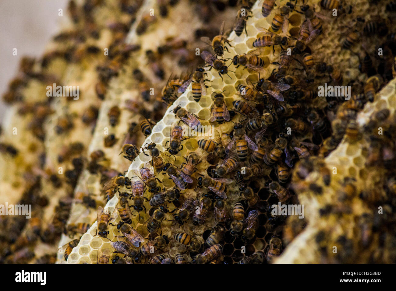 Bees at Work Stock Photo - Alamy