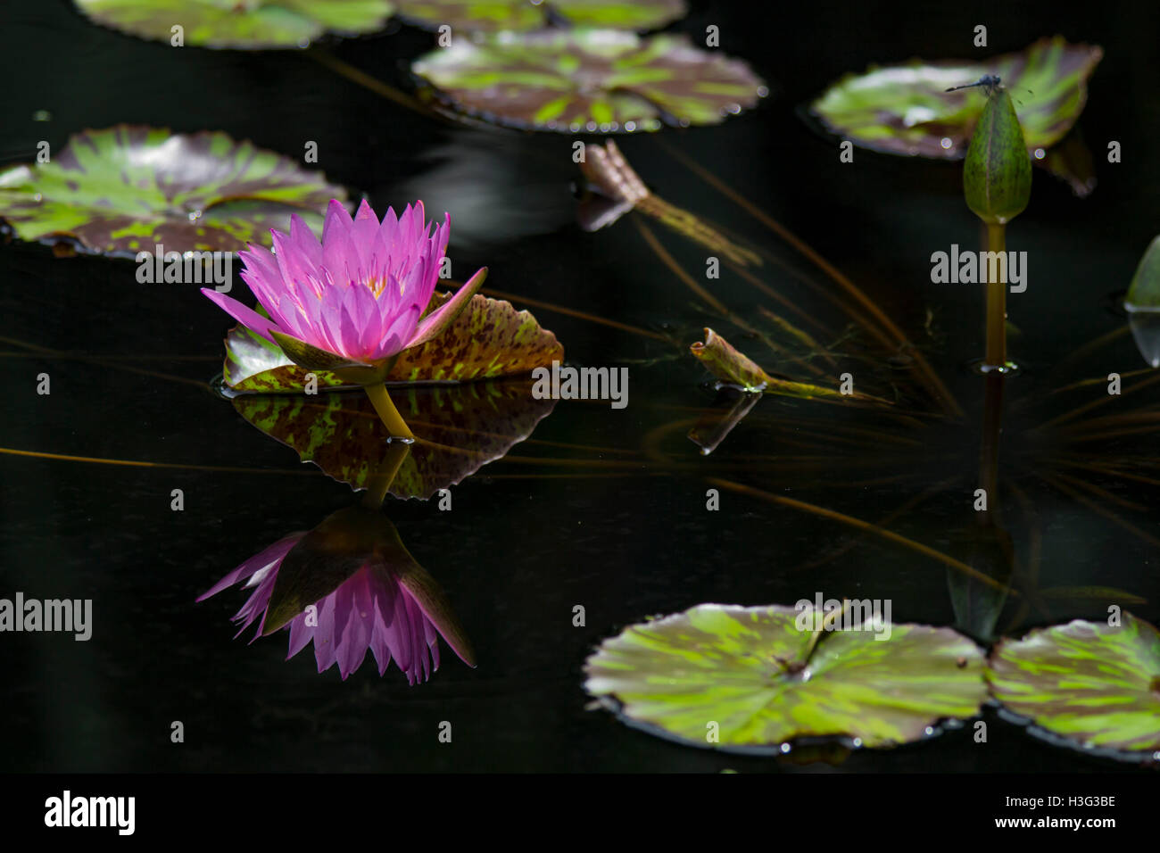 Flower reflection hi-res stock photography and images - Alamy