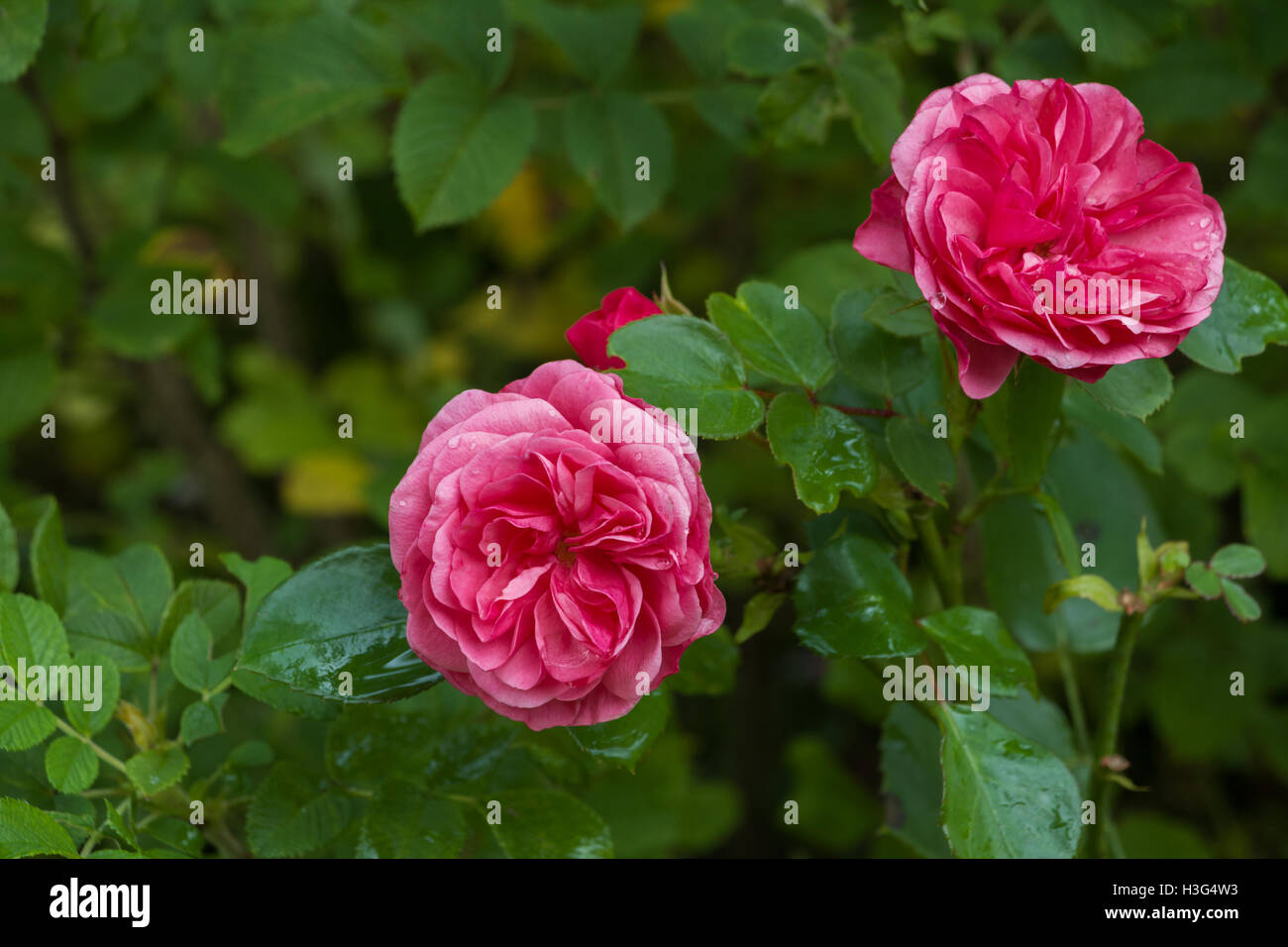 Floribunda red rose flowers with drops of rain in garden. Green plants ...