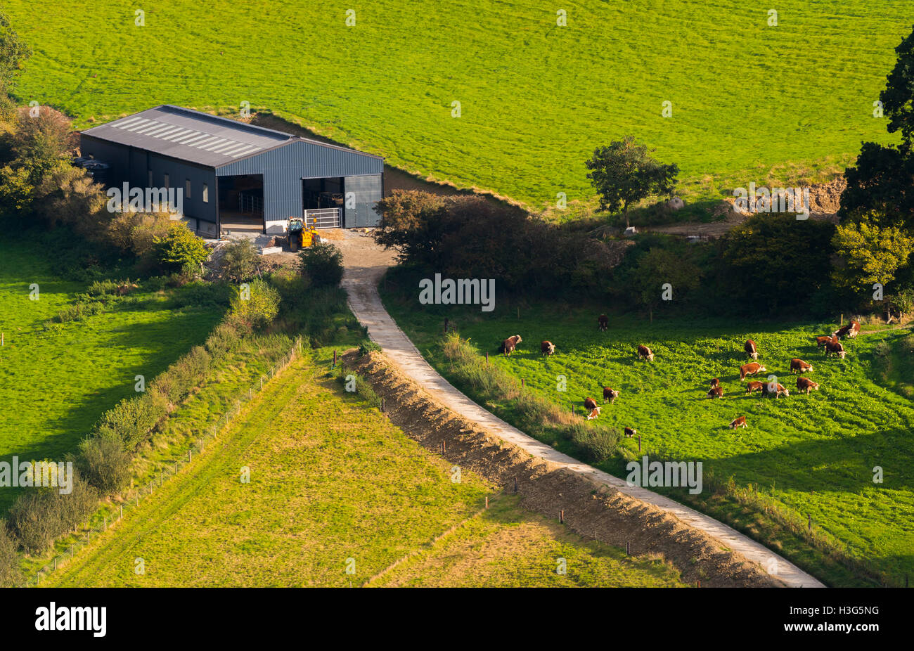 Hereford Cattle at Smiling Tree farm, seen from Caer Caradoc, Near ...