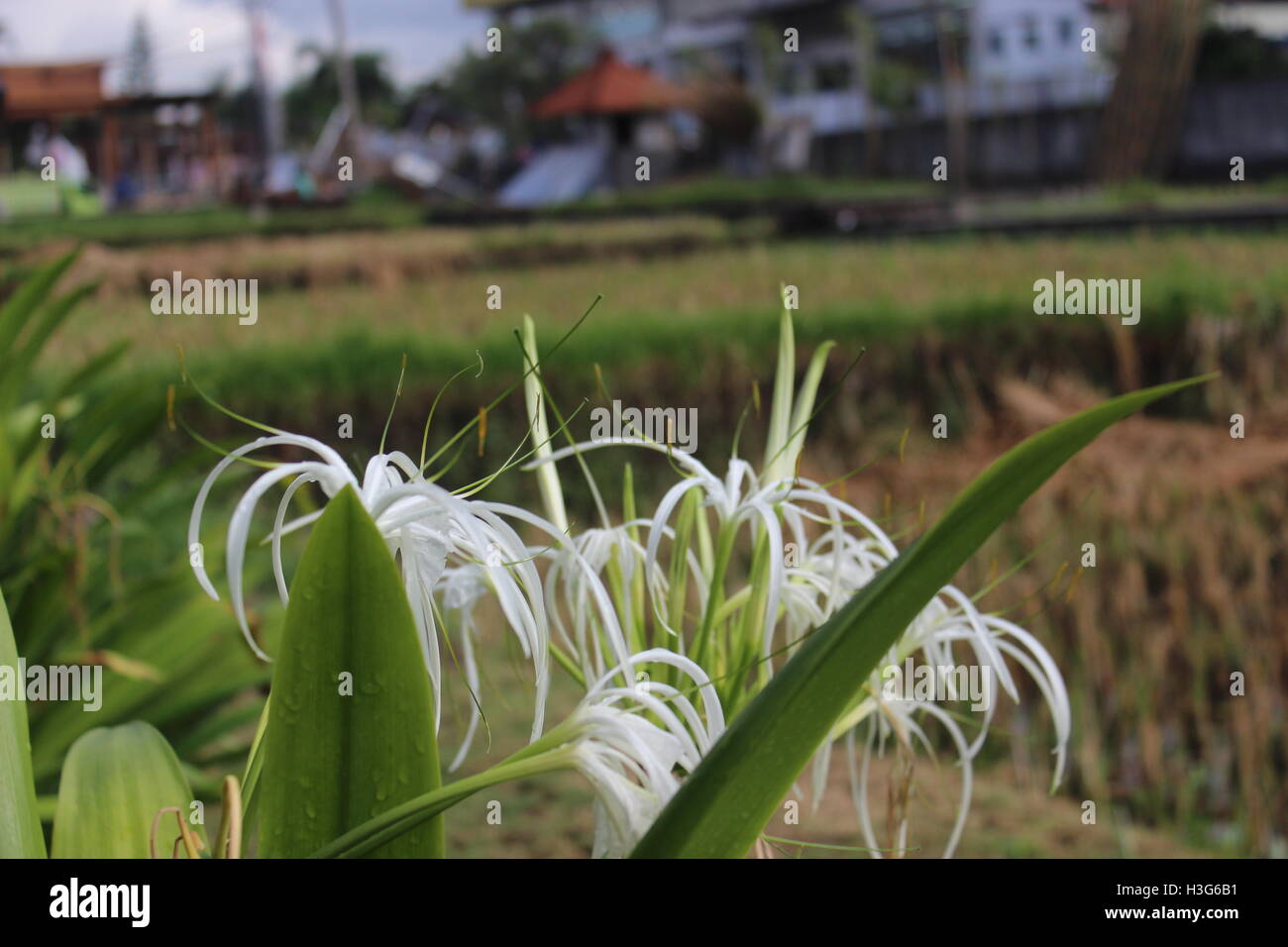 A flower in front of rice fields Stock Photo - Alamy