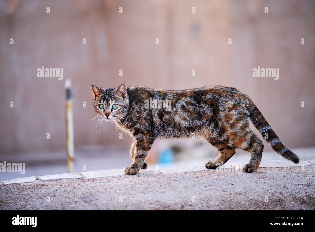 Iran hi-res stock photography and images - Alamy