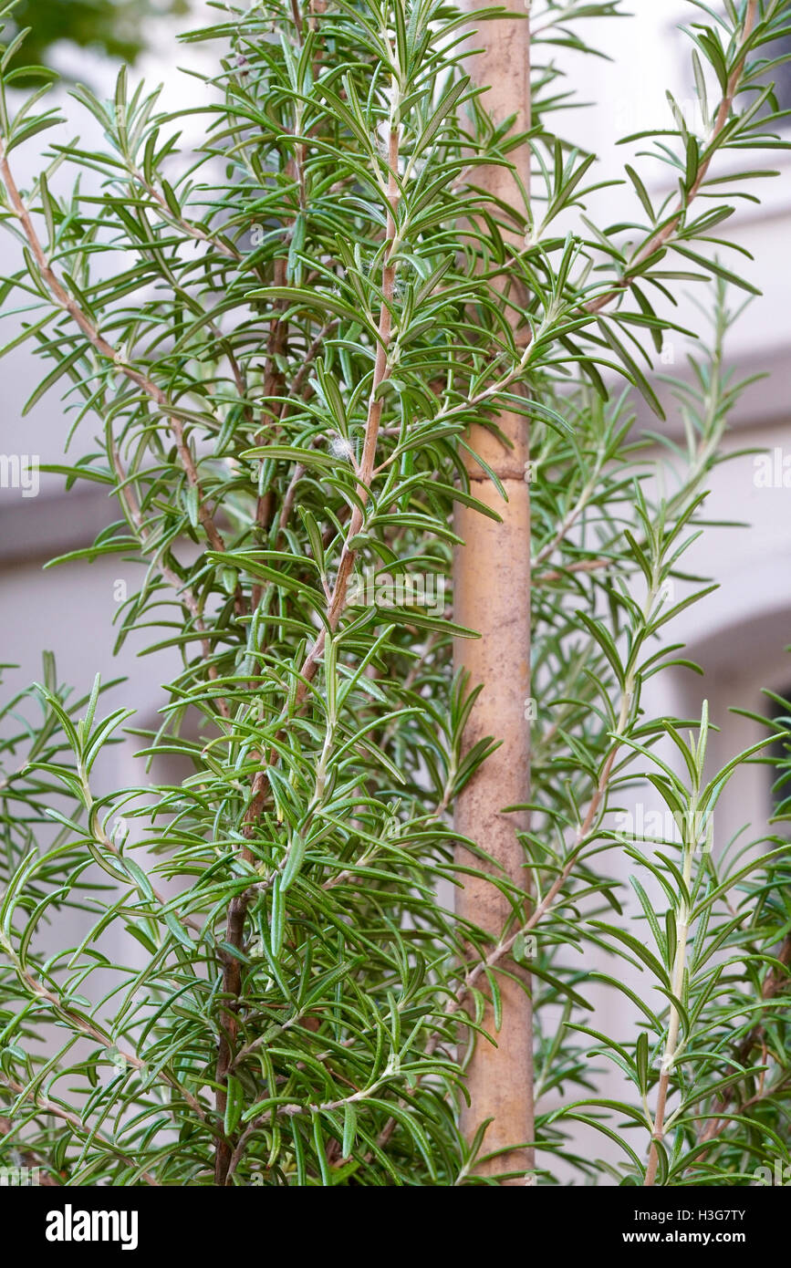 Thyme plant hi-res stock photography and images - Alamy