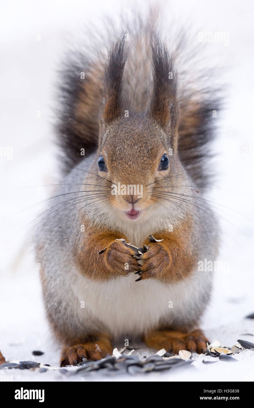 the photograph shows a squirrel on a tree Stock Photo - Alamy