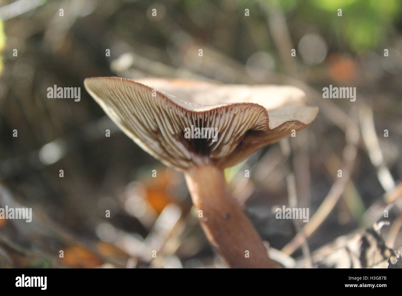 Autumnal mushroom enjoying the last of the October sunshine Stock Photo ...