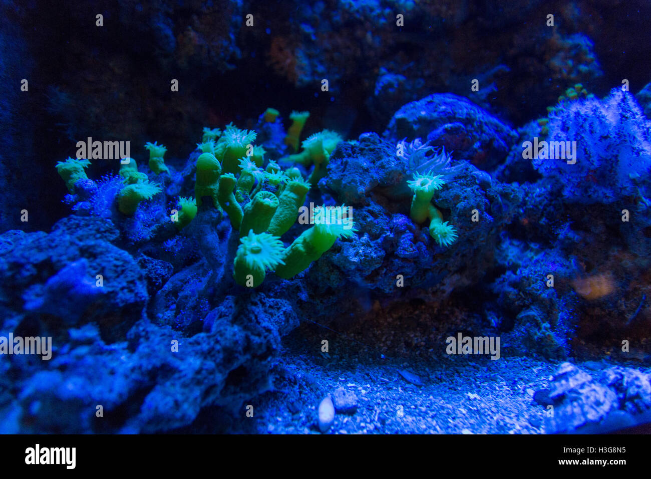 tropical coral reef close up view Stock Photo - Alamy