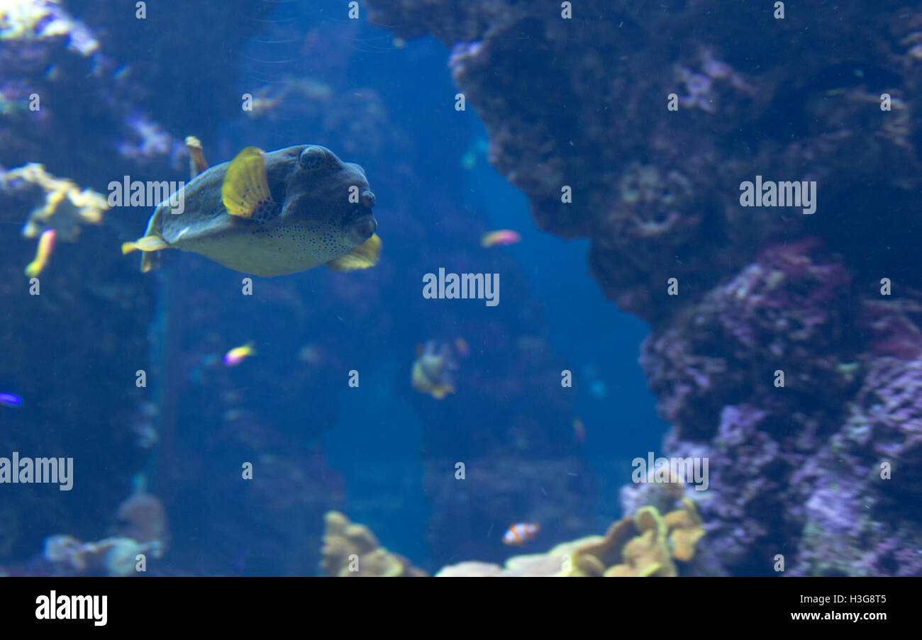 pufferfish swimming over deep water in coral sea Stock Photo - Alamy