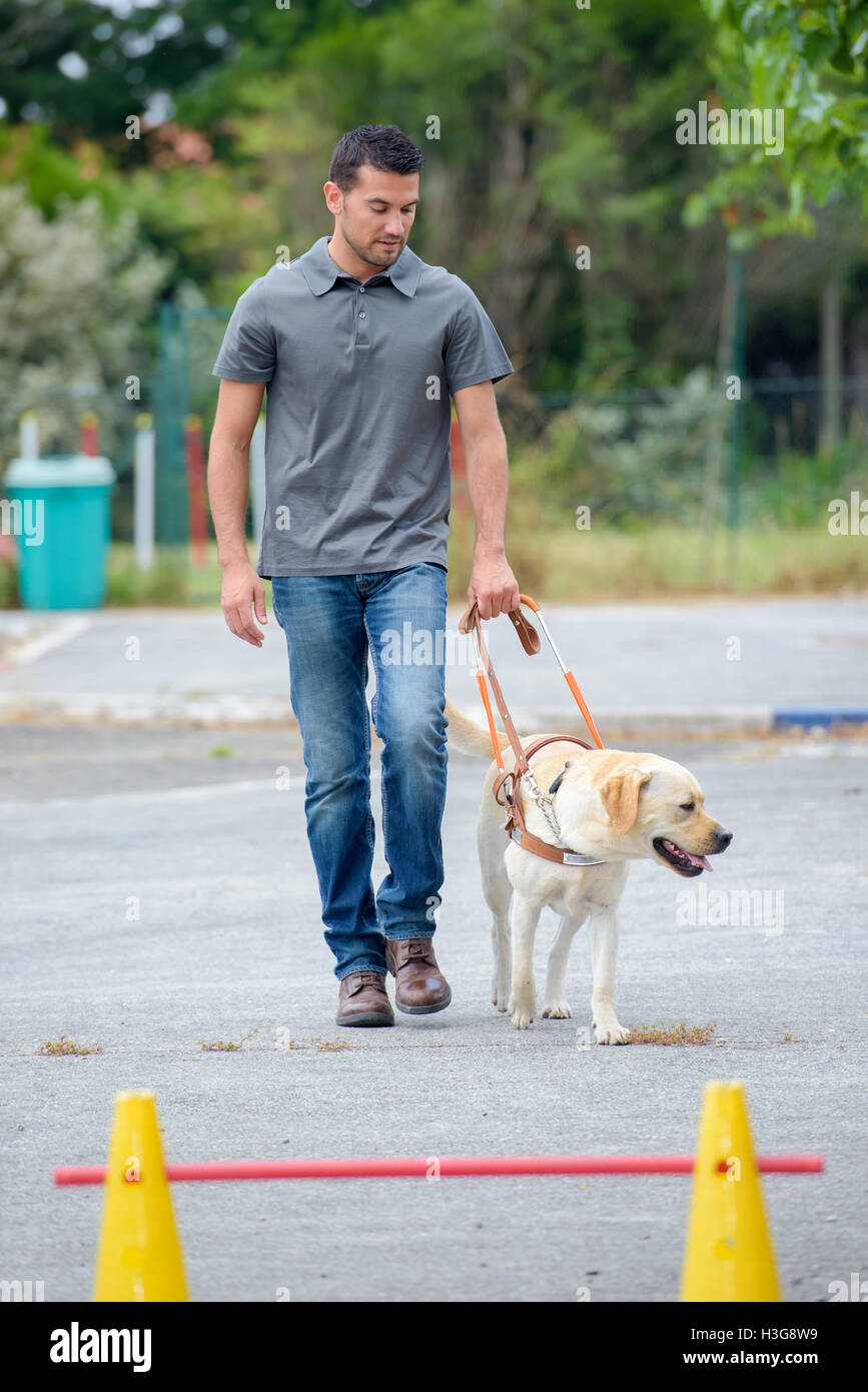 Man walking labrador Stock Photo - Alamy