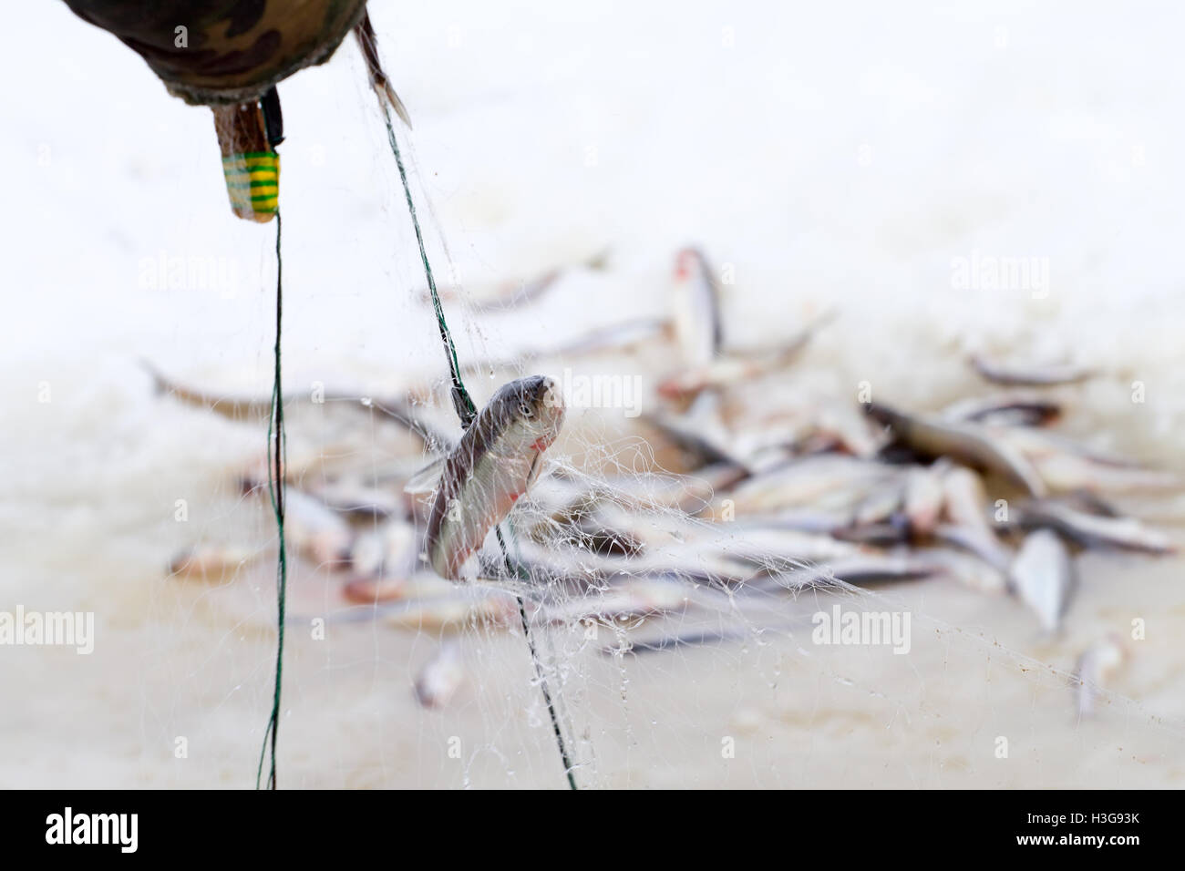 catching by a marine net in the winter in an ice-hole Stock Photo - Alamy
