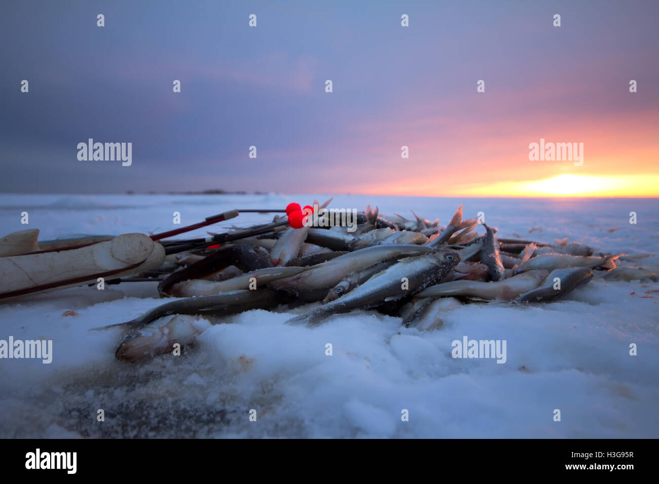fishing on the Baltic Sea Stock Photo - Alamy