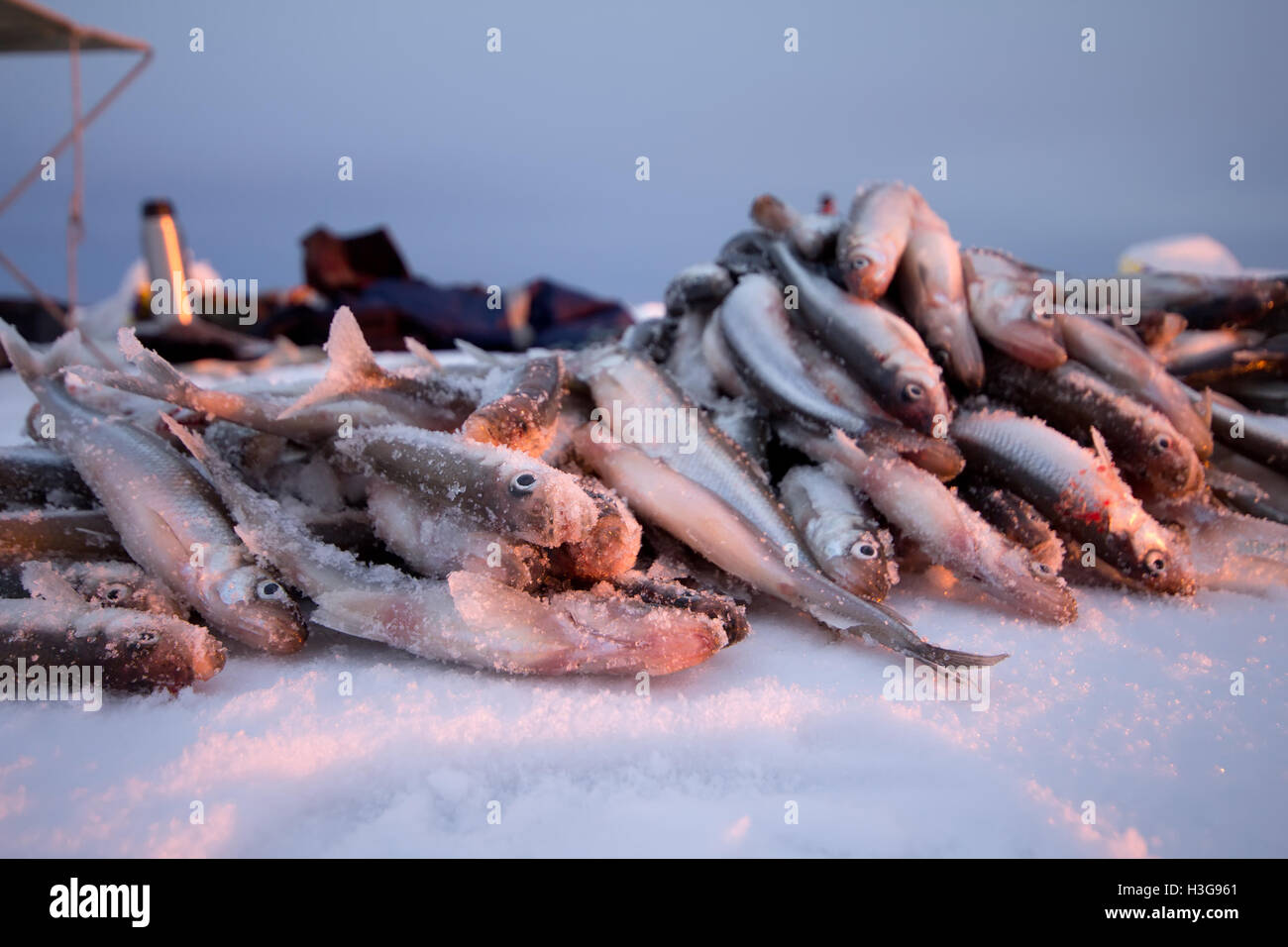 fishing on the Baltic Sea Stock Photo - Alamy