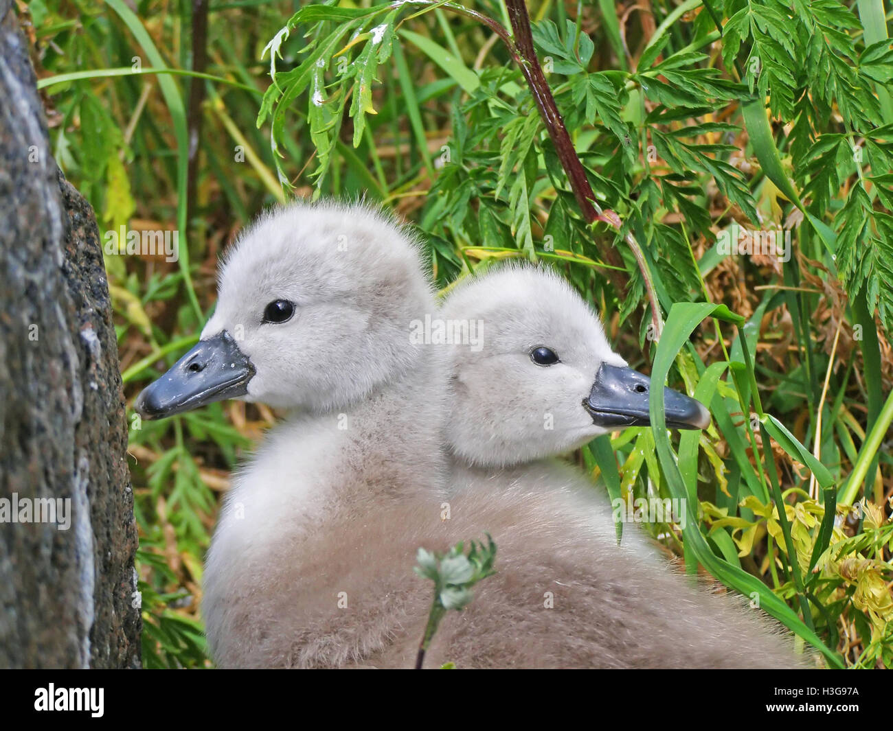 Janus bird hi-res stock photography and images - Alamy