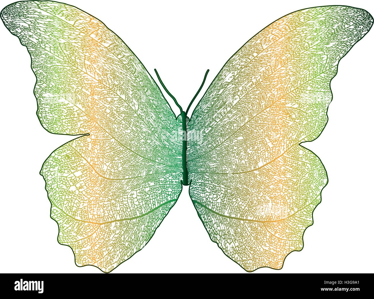 Skeleton butterfly combined with dry leaf Stock Vector Image & Art - Alamy