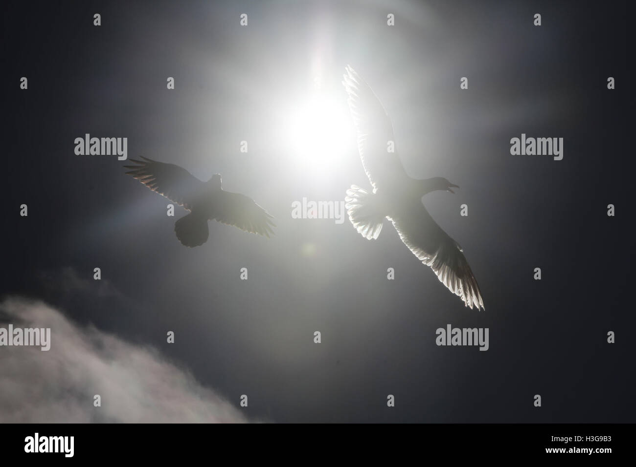 raven and a seagull turn in height Stock Photo - Alamy