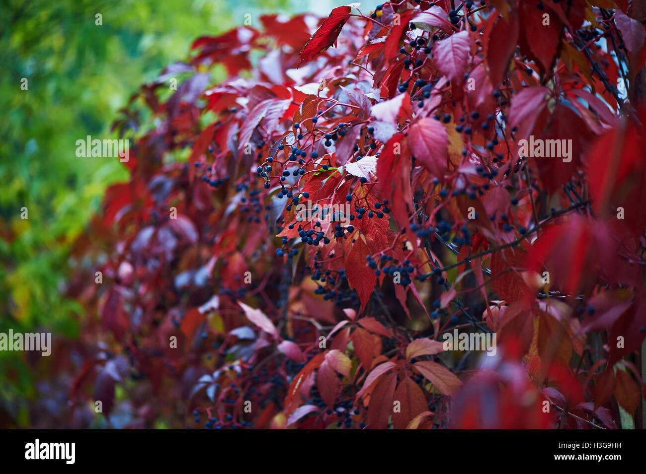 Grape leaves in autumn, red color. Hedge Stock Photo - Alamy