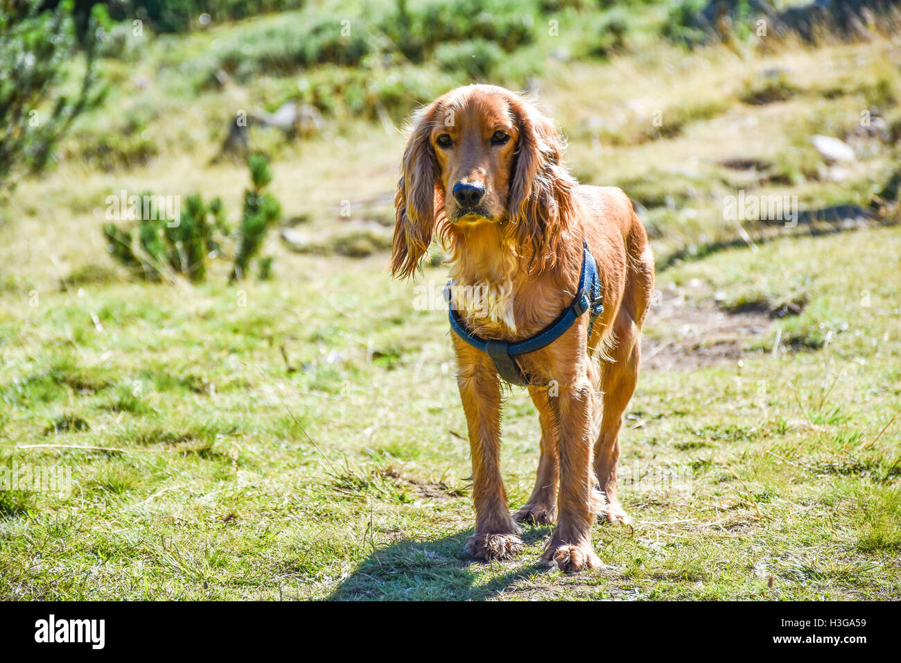 Irish setter face hi-res stock photography and images - Alamy