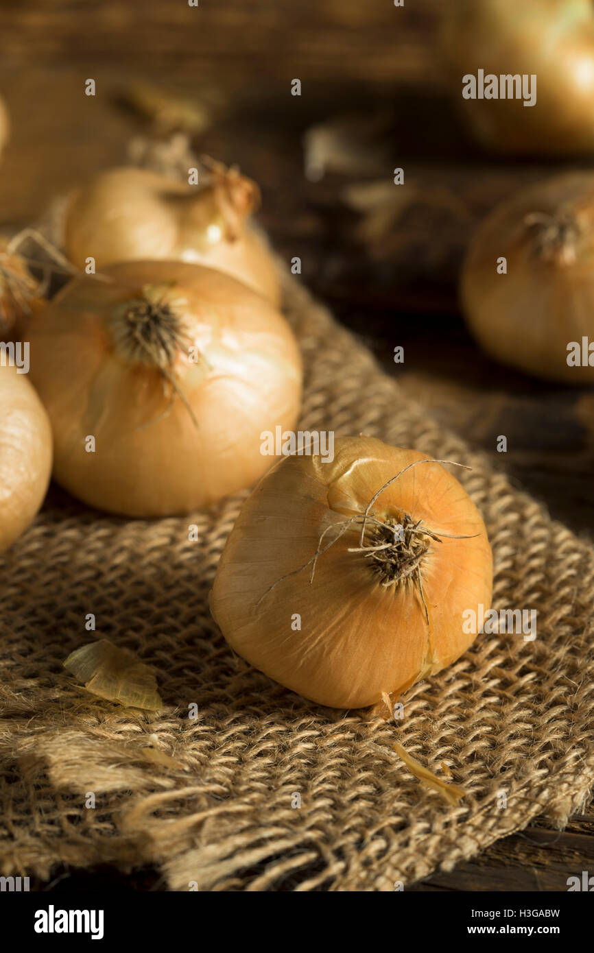 Raw Organic Cipollini Onions Ready for Cooking Stock Photo - Alamy
