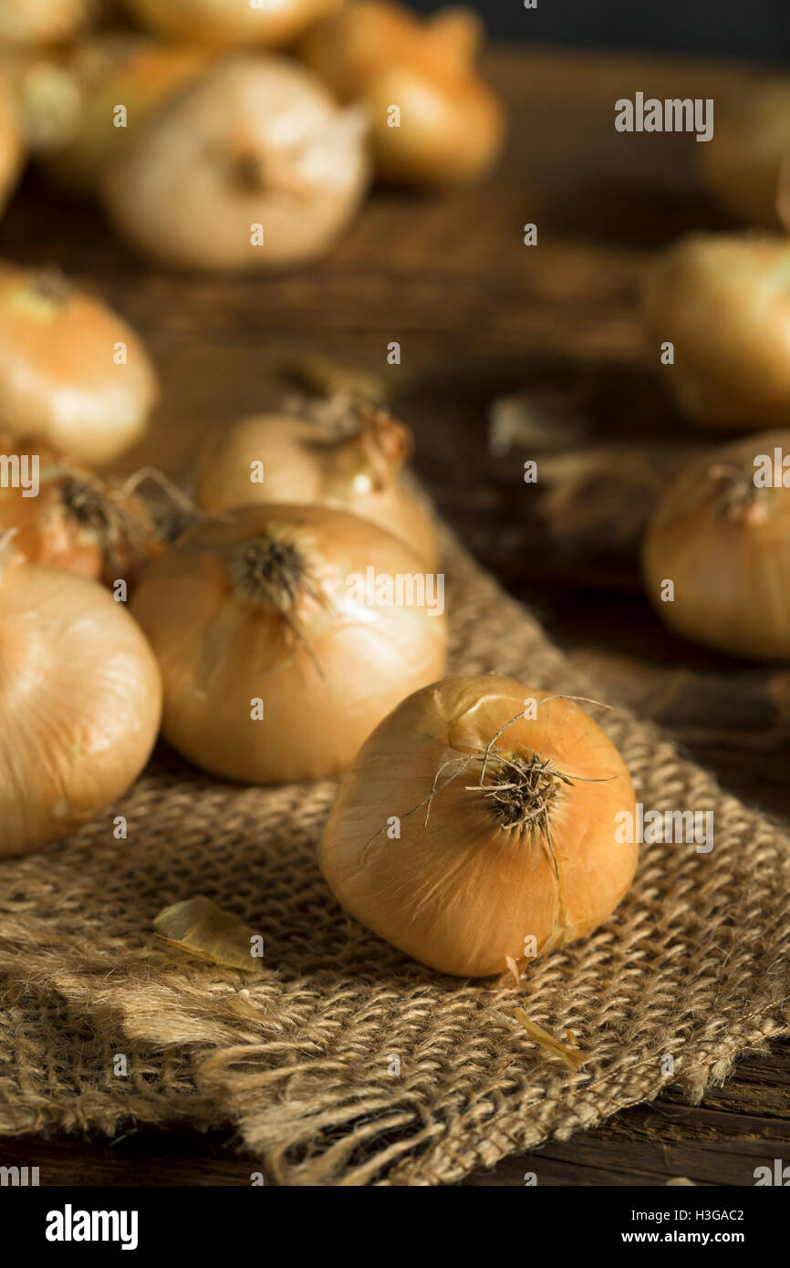 Raw Organic Cipollini Onions Ready for Cooking Stock Photo - Alamy