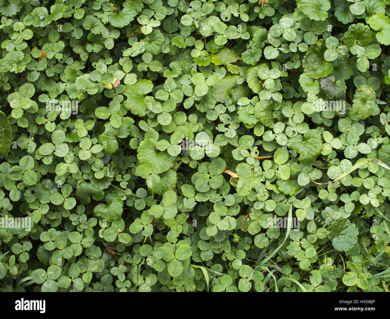 Green grass clover seamless texture. 3rd Oct, 2016. © Igor Goiovniov ...