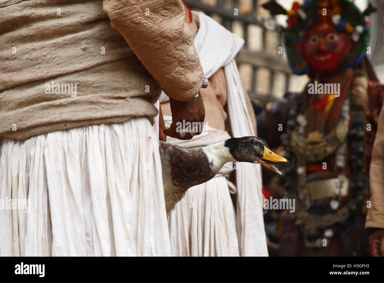 Nepalese Duck High Resolution Stock Photography and Images - Alamy
