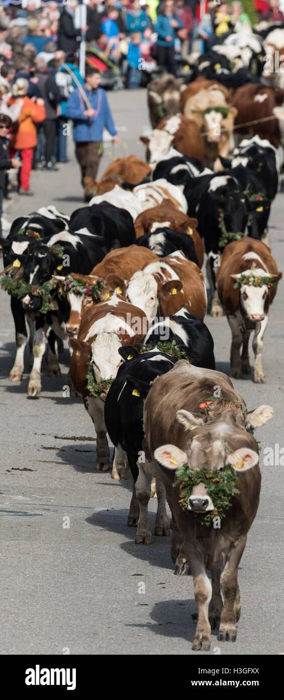 Oberried, Germany. 8th Oct, 2016. Cows walking through the town during ...