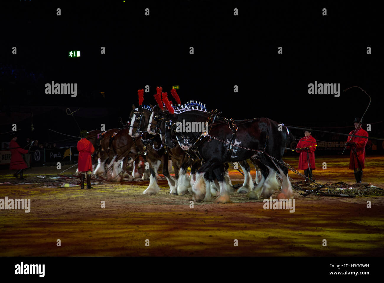 The Musical drive of the heavy horses display-HOY- Horse of the Year at ...