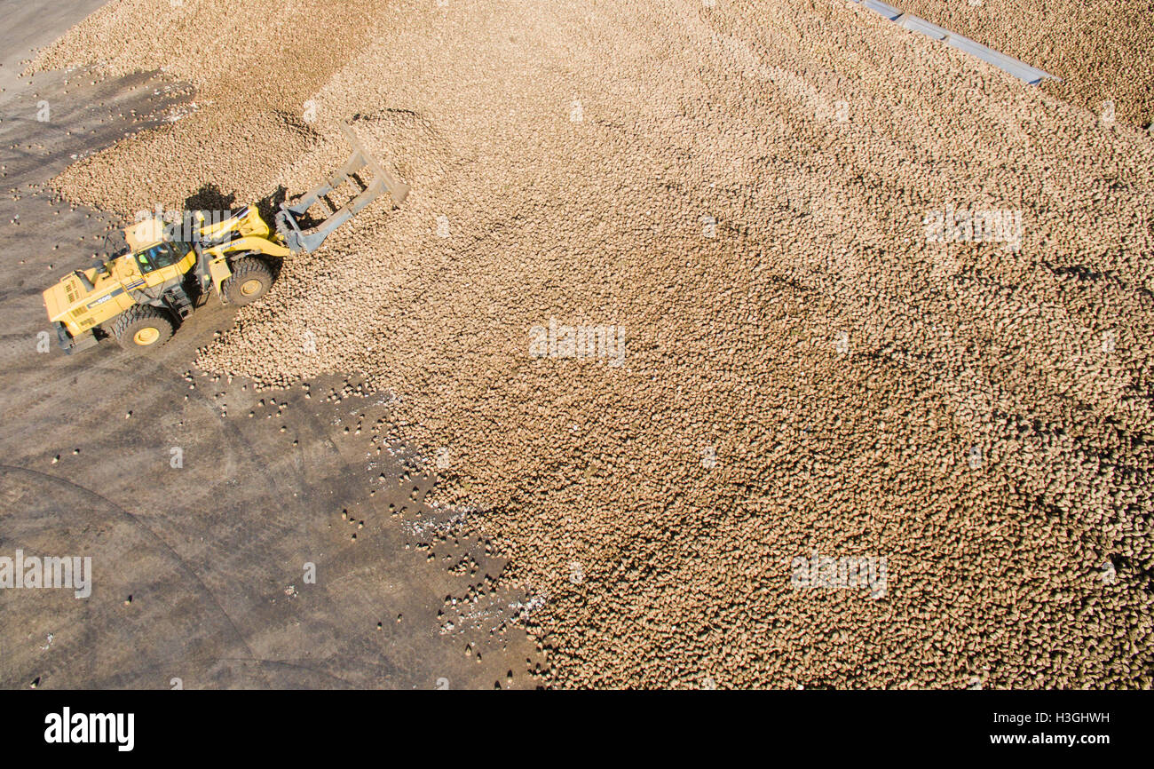 A wheel loader piles up sugar beets at the Nordzucker AG plant in ...