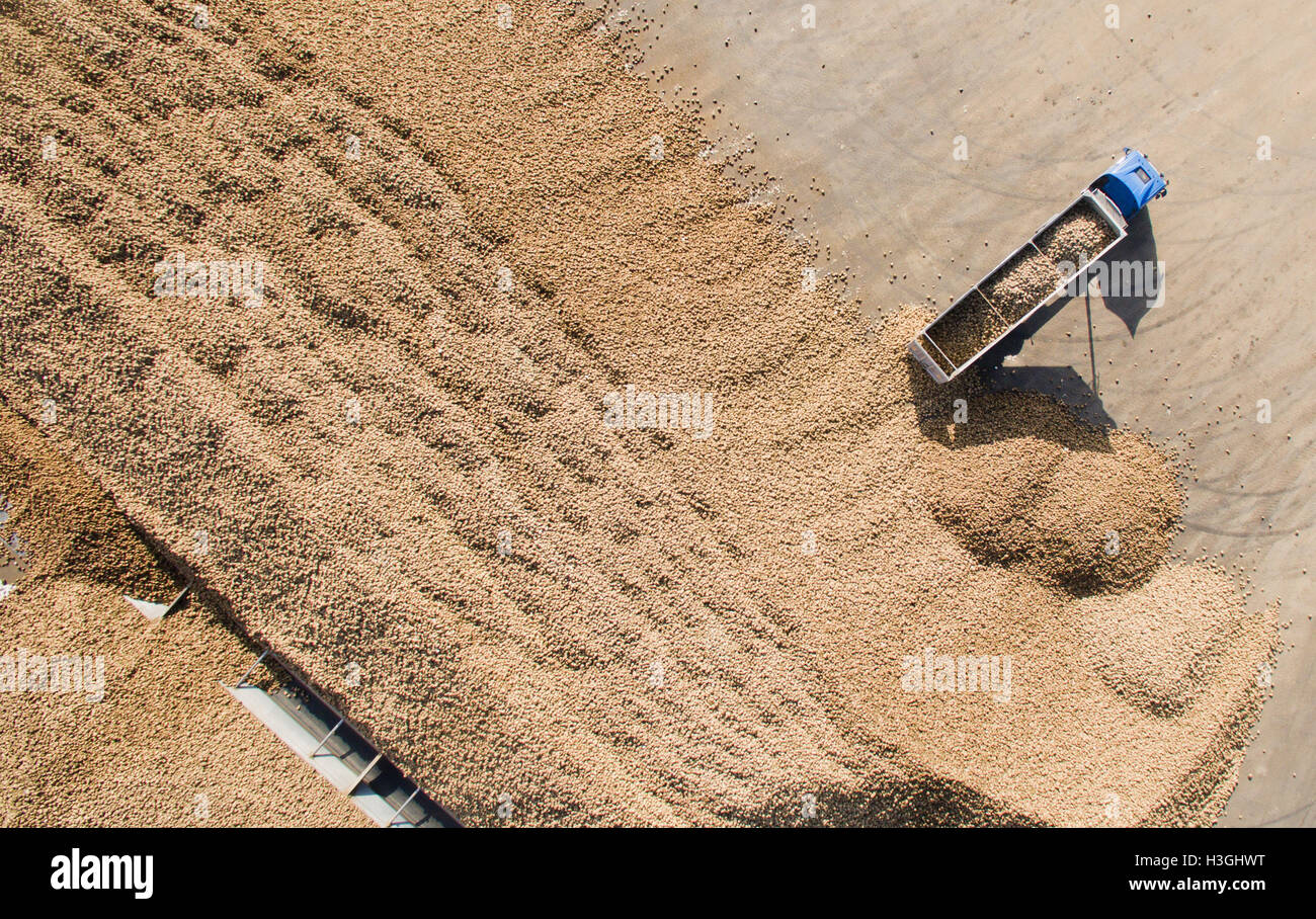 Truck unloads beets hi-res stock photography and images - Alamy