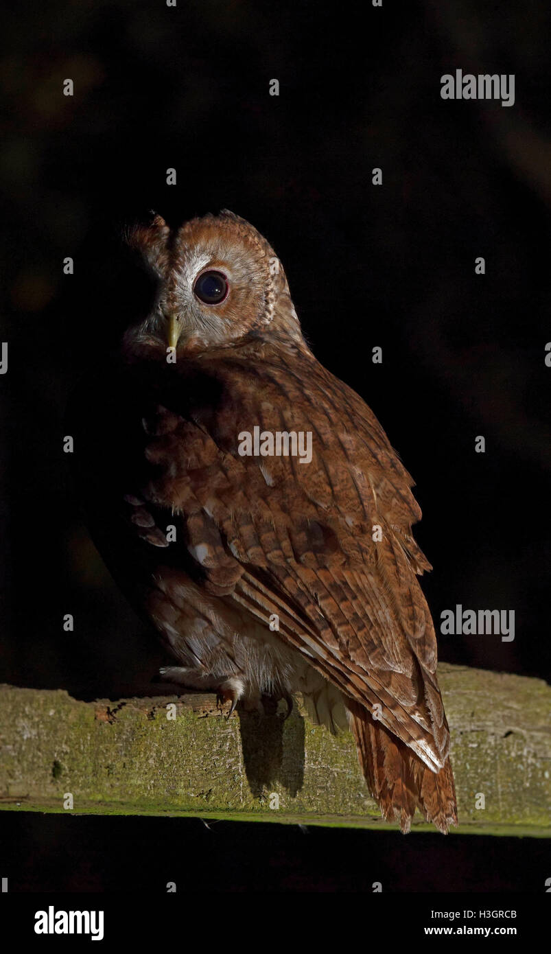 Tawny Owl hunting East Yorkshire Stock Photo - Alamy