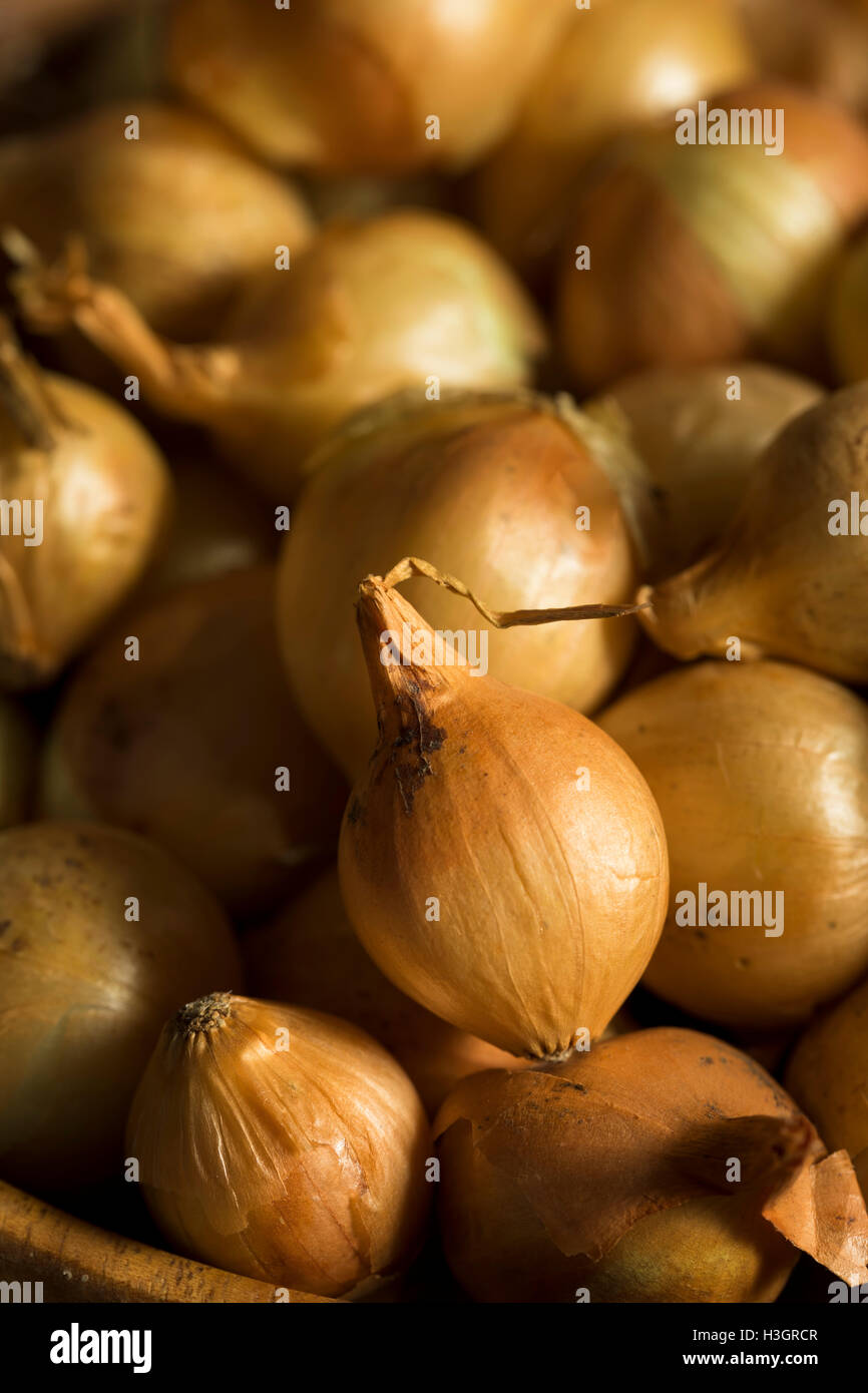 Organic Raw Yellow Pearl Onions Ready for Cooking Stock Photo - Alamy