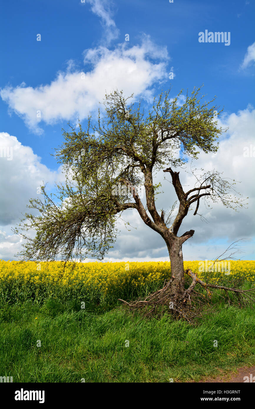 Age rotten tree on canola field under blue sky Stock Photo - Alamy