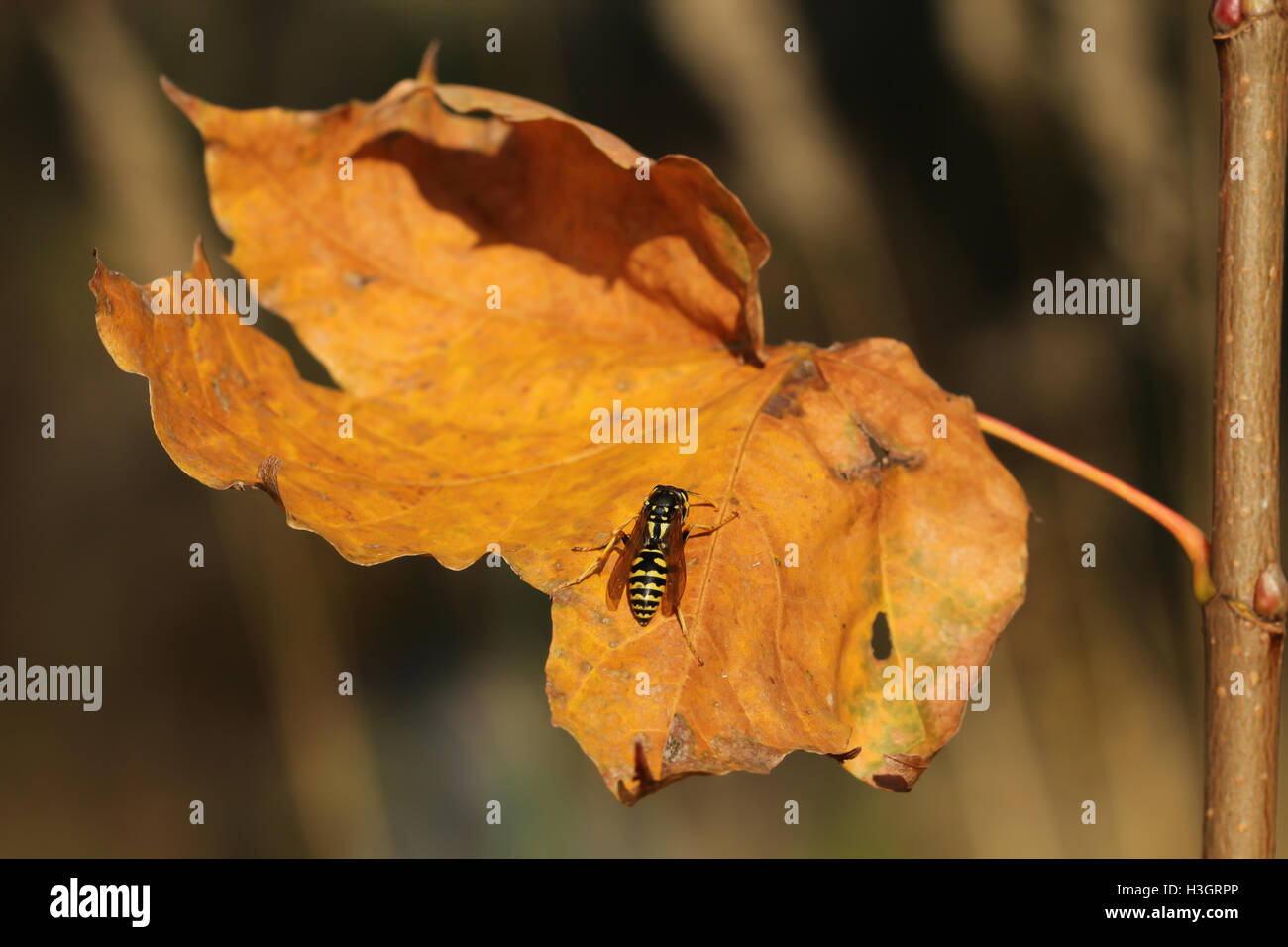 Full insect hi-res stock photography and images - Alamy