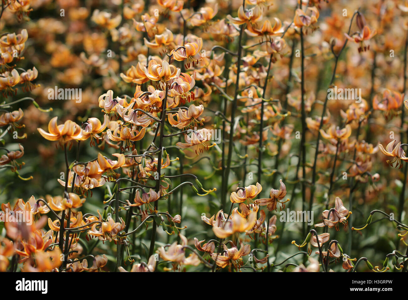 Tiger lilies flowers hi-res stock photography and images - Alamy