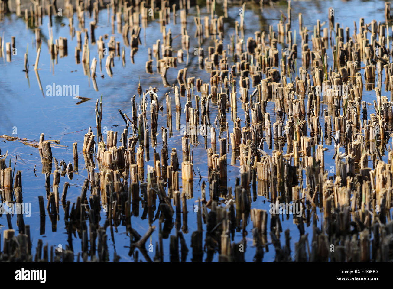 Cut reeds with reflection in the water Stock Photo - Alamy